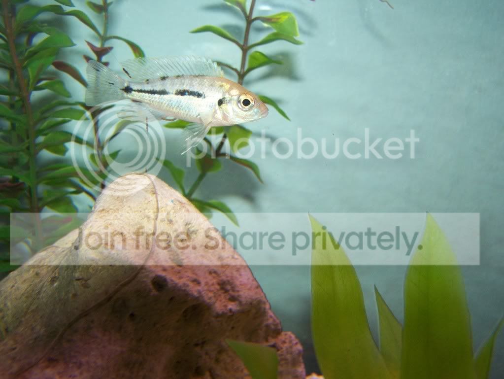 Possible male red empress? | Cichlid Fish Forum