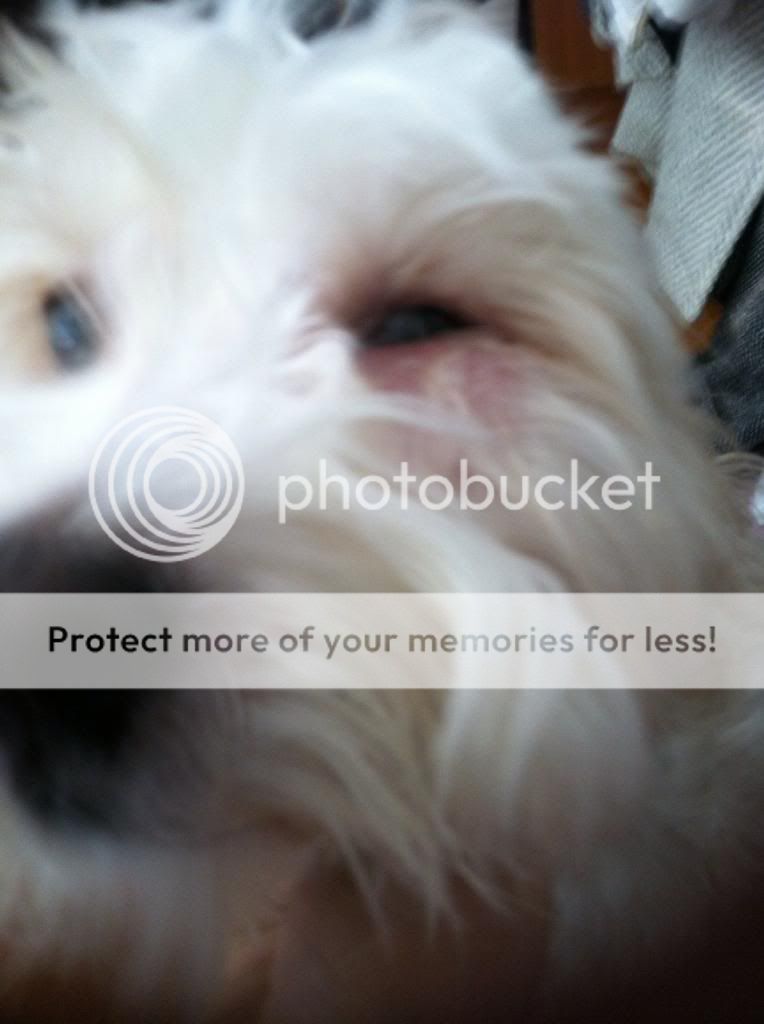 Eye infection | Dog Forum