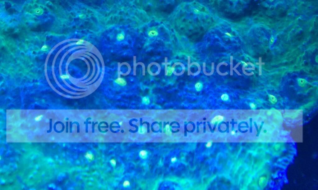 Bubble Gum Monster Chalice, Tyree Golden eye Chalice | Reef2Reef