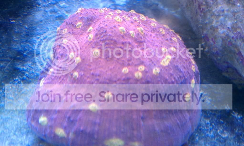 Bubble Gum Monster Chalice, Tyree Golden eye Chalice | Reef2Reef