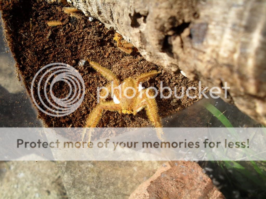 T's V True spiders! | Reptile Forums